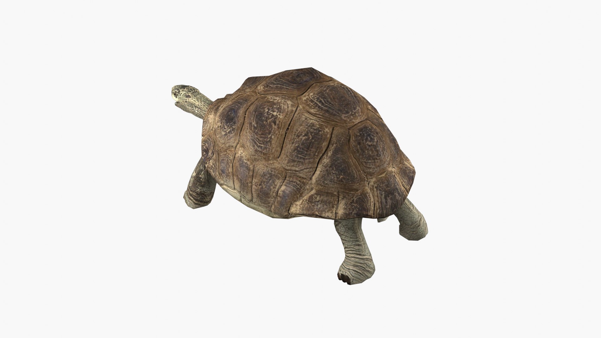 Tortoise RIGGED 3D Model - TurboSquid 2330434