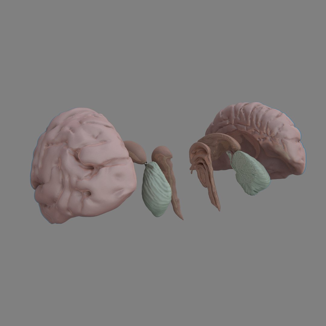 3D brain parts model - TurboSquid 1157872
