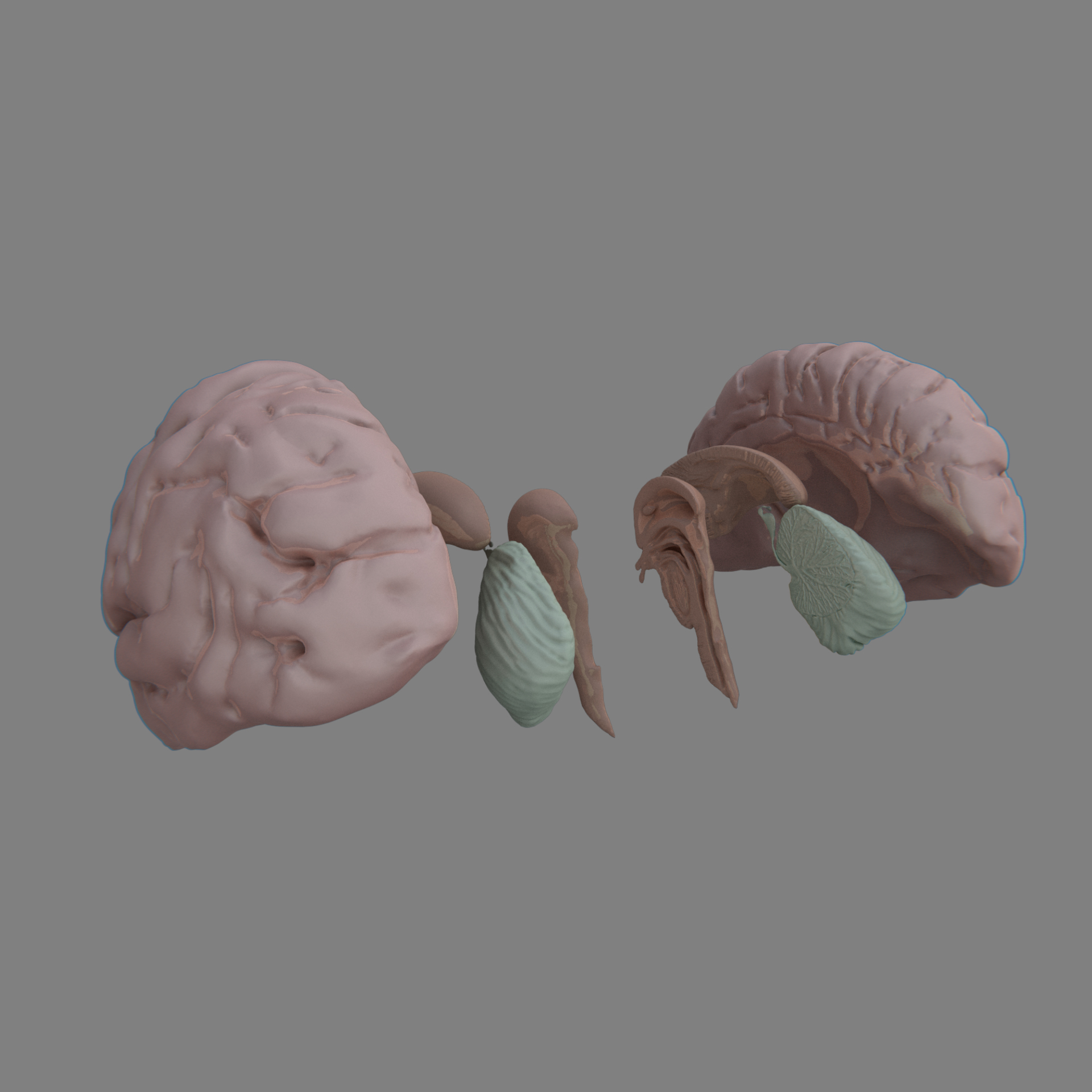 3D brain parts model - TurboSquid 1157872