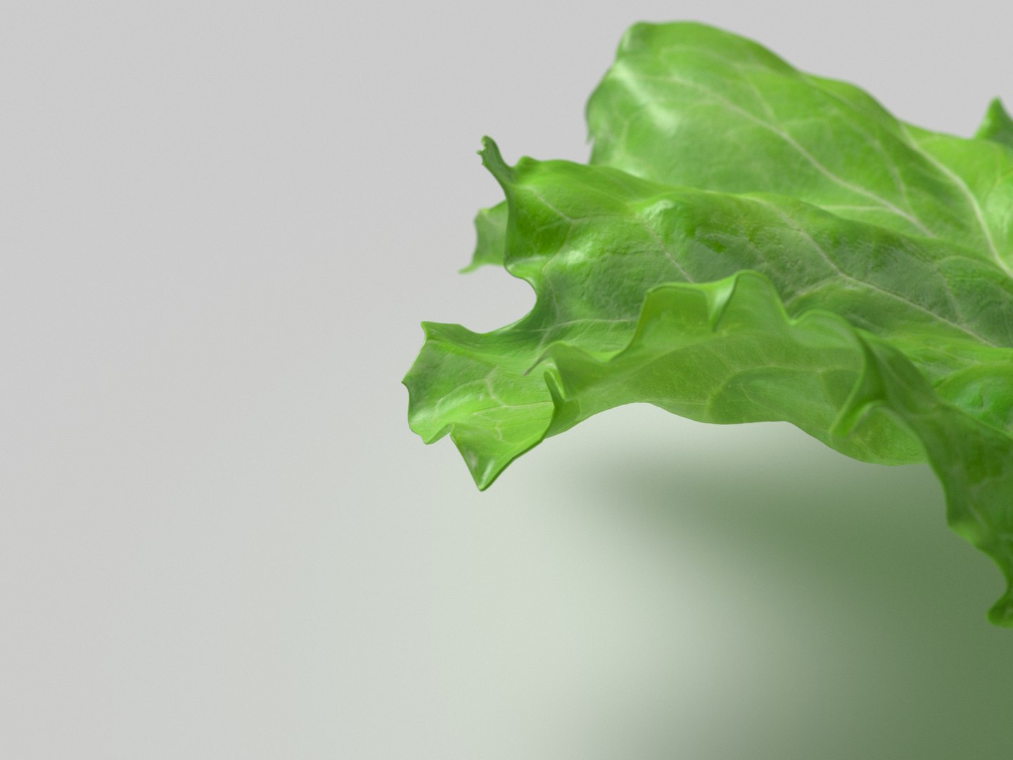 3D Lettuce Leaf Model - TurboSquid 2111092