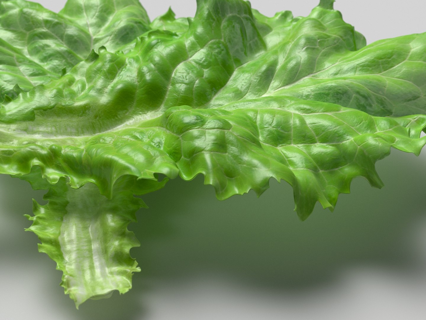 3D Lettuce Leaf Model - TurboSquid 2111092