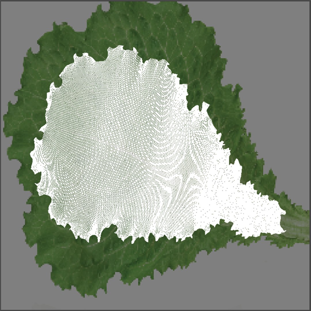 3D Lettuce Leaf Model - TurboSquid 2111092