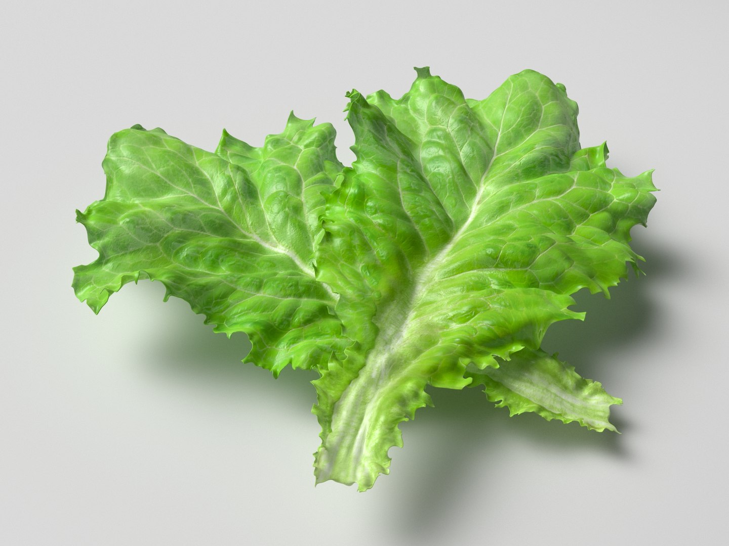 3D Lettuce Leaf Model - TurboSquid 2111092
