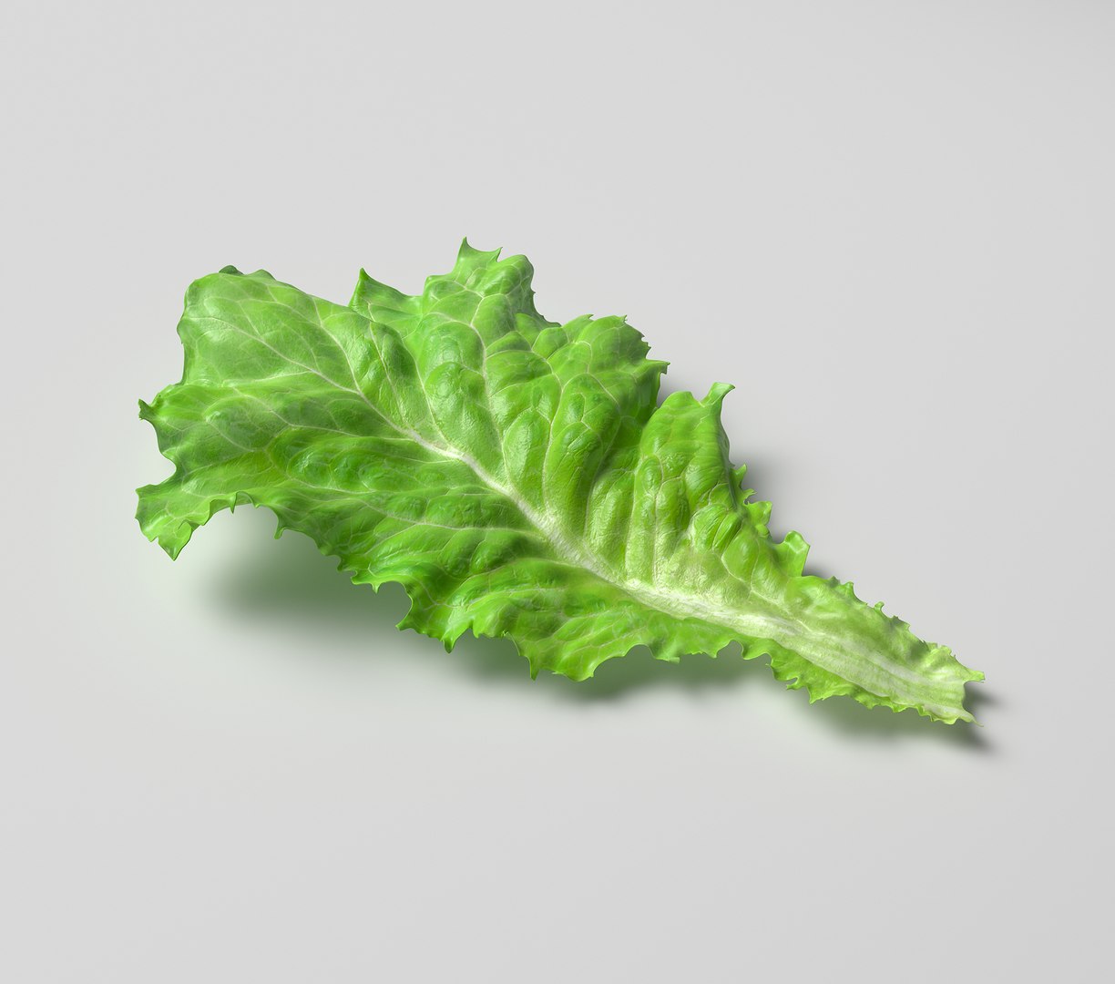 3D Lettuce Leaf Model - TurboSquid 2111092