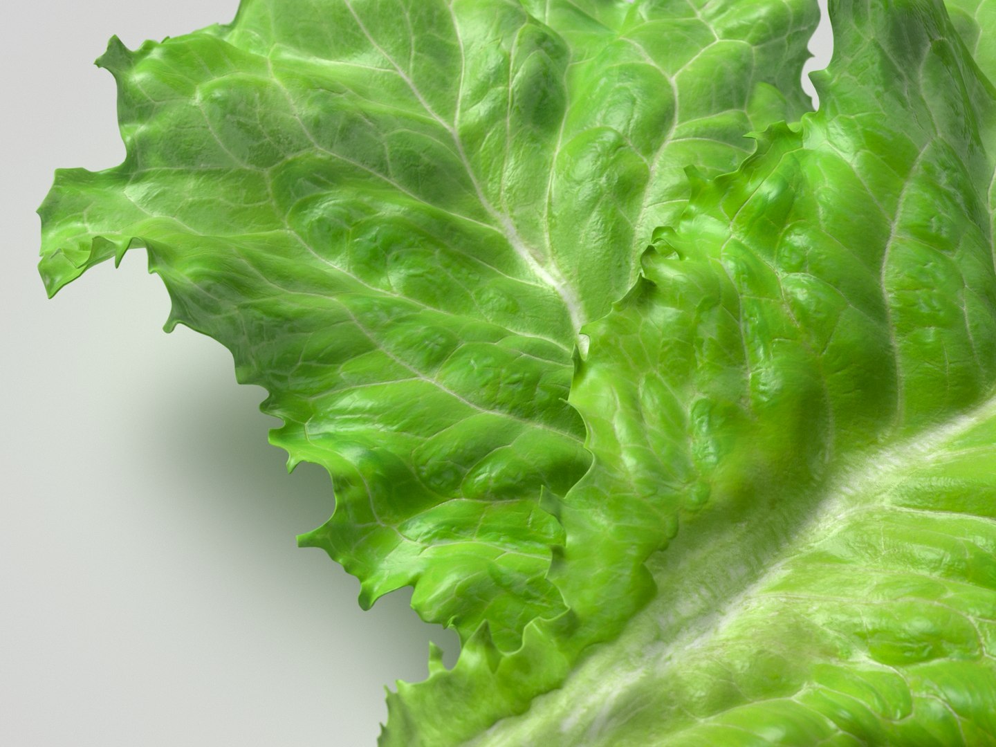 3D Lettuce Leaf Model - TurboSquid 2111092