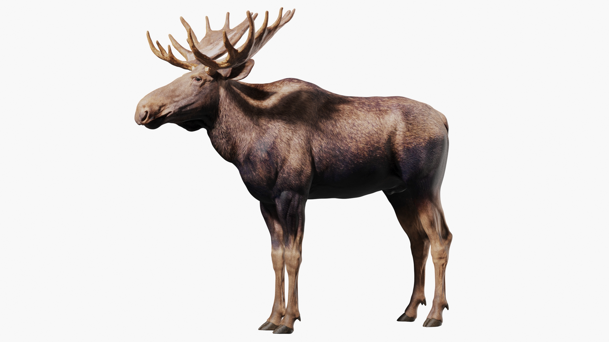 Moose 3D model - TurboSquid 1728781