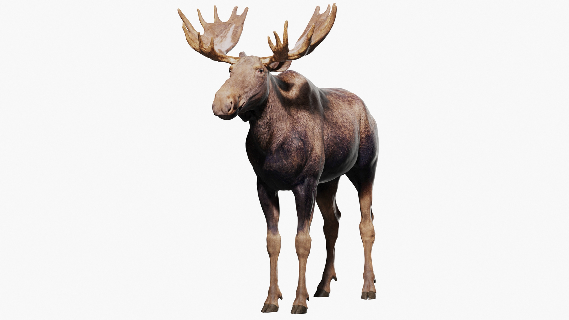Moose 3D model - TurboSquid 1728781