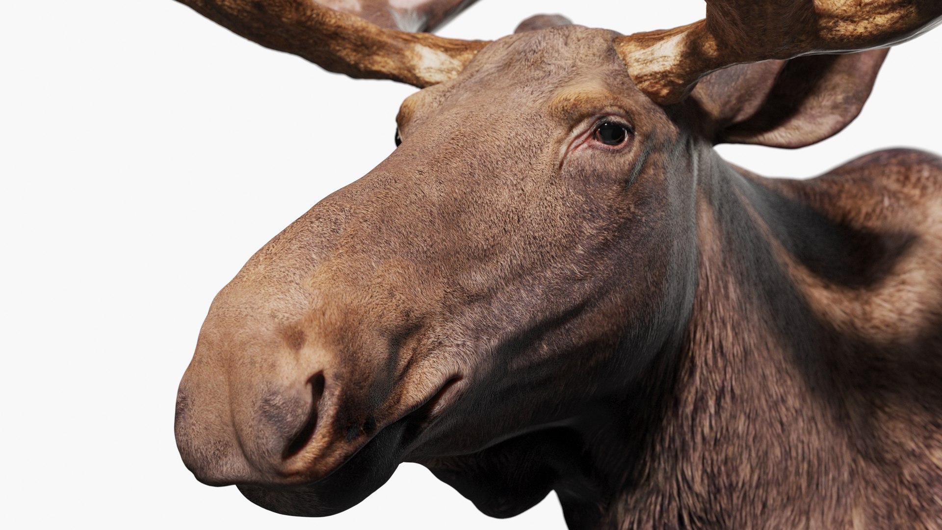 Moose 3D Model - TurboSquid 1728781