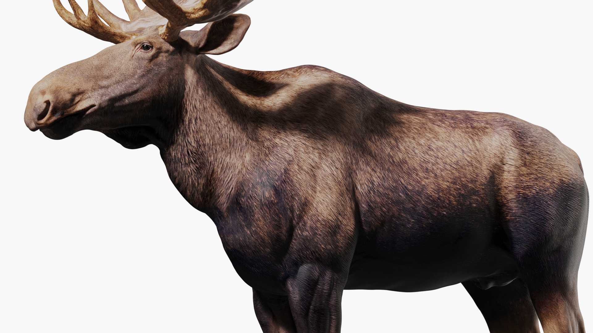 Moose 3D model - TurboSquid 1728781