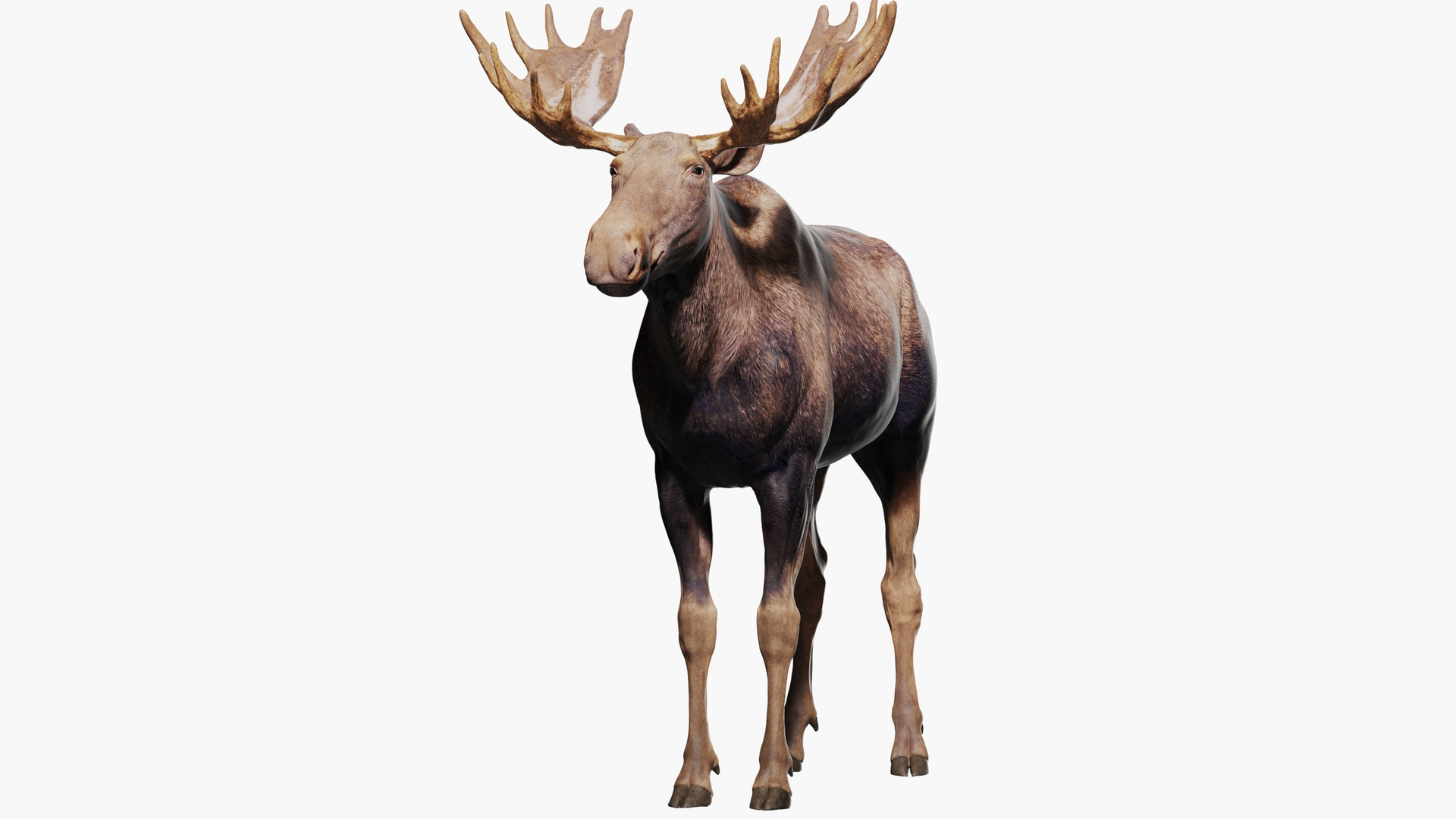 Moose 3D model - TurboSquid 1728781