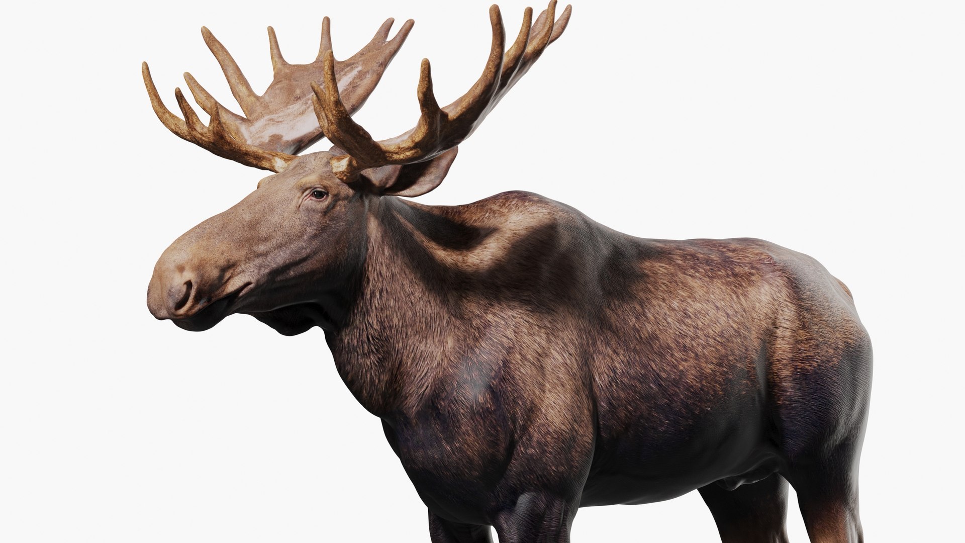 Moose 3D Model - TurboSquid 1728781