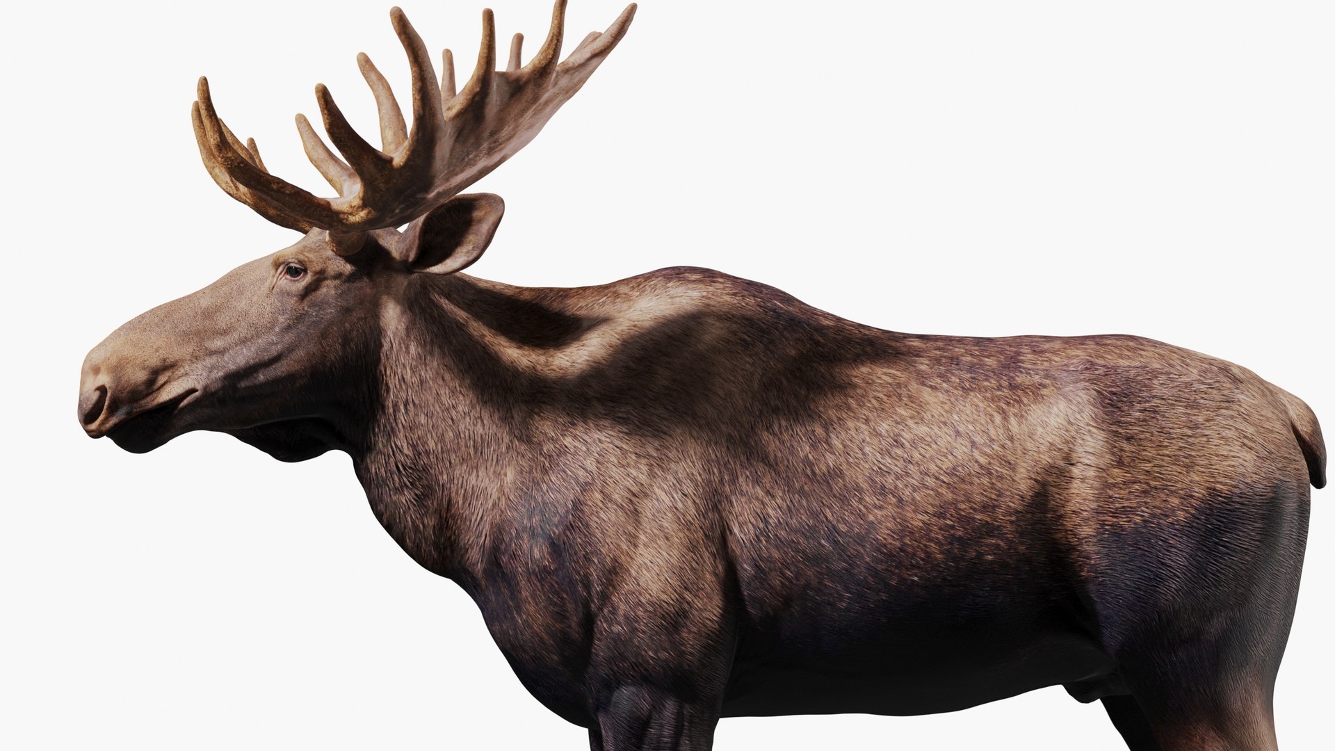 Moose 3D Model - TurboSquid 1728781