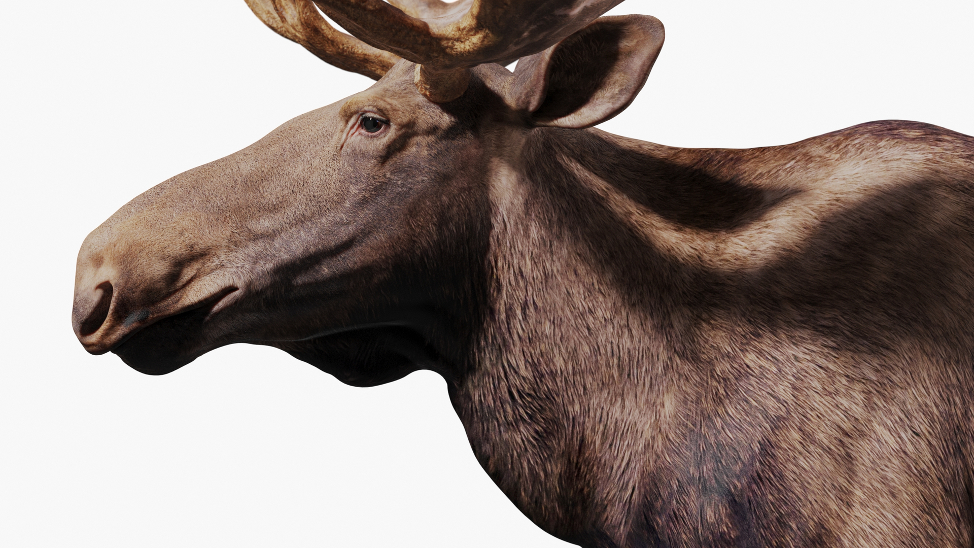 Moose 3D model - TurboSquid 1728781