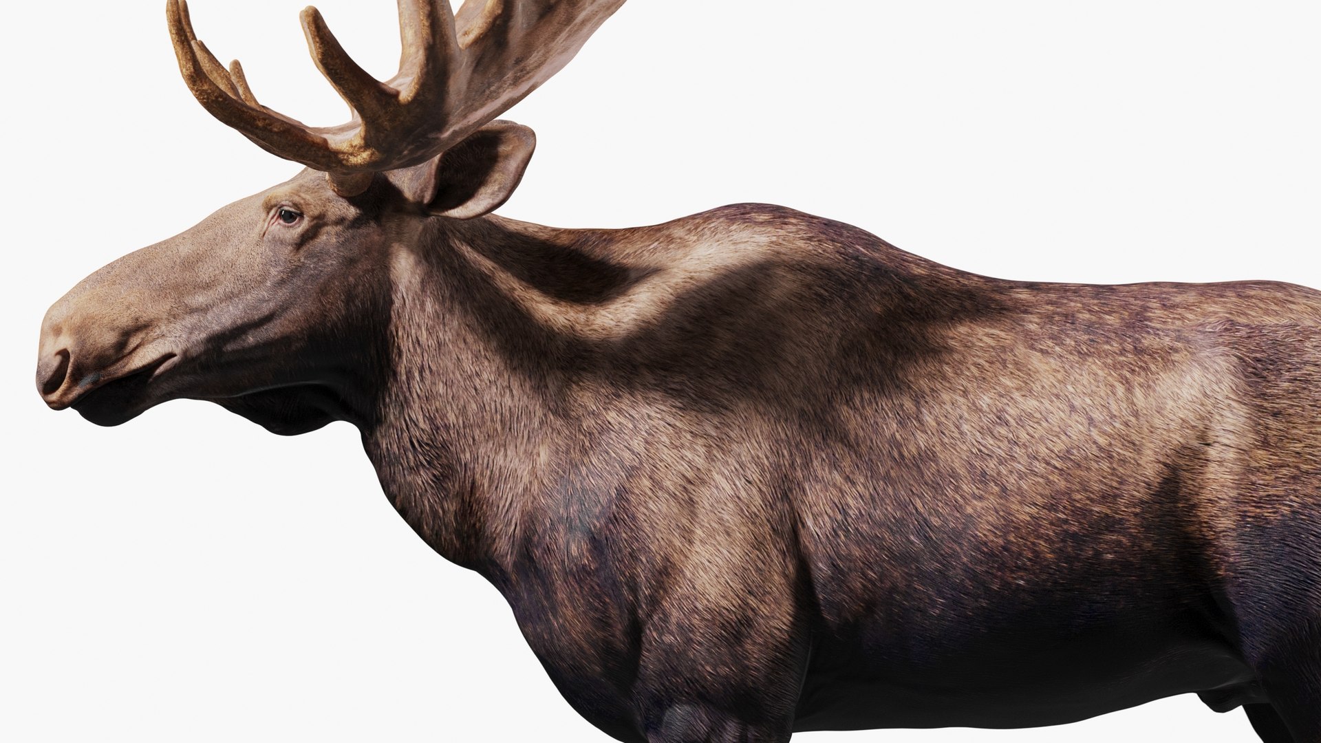 Moose 3D Model - TurboSquid 1728781