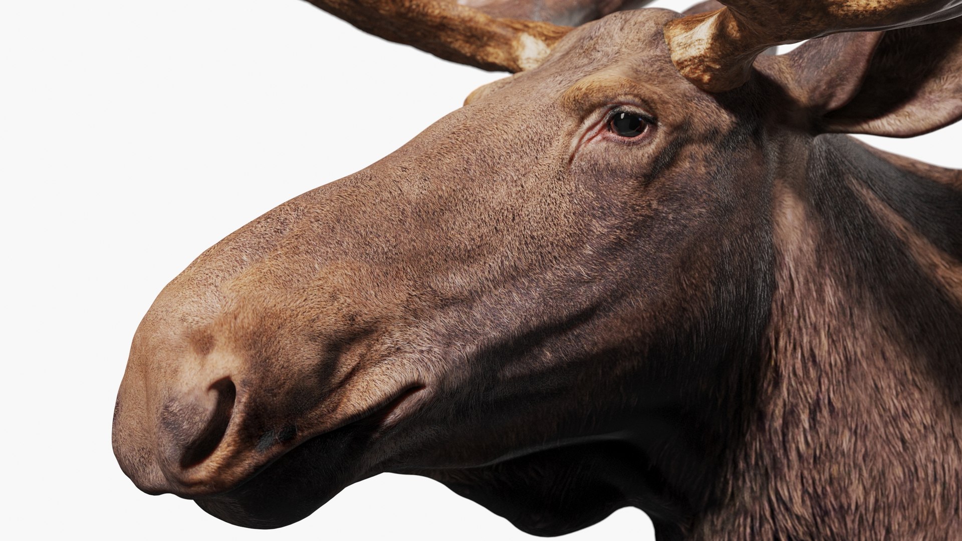 Moose 3D Model - TurboSquid 1728781