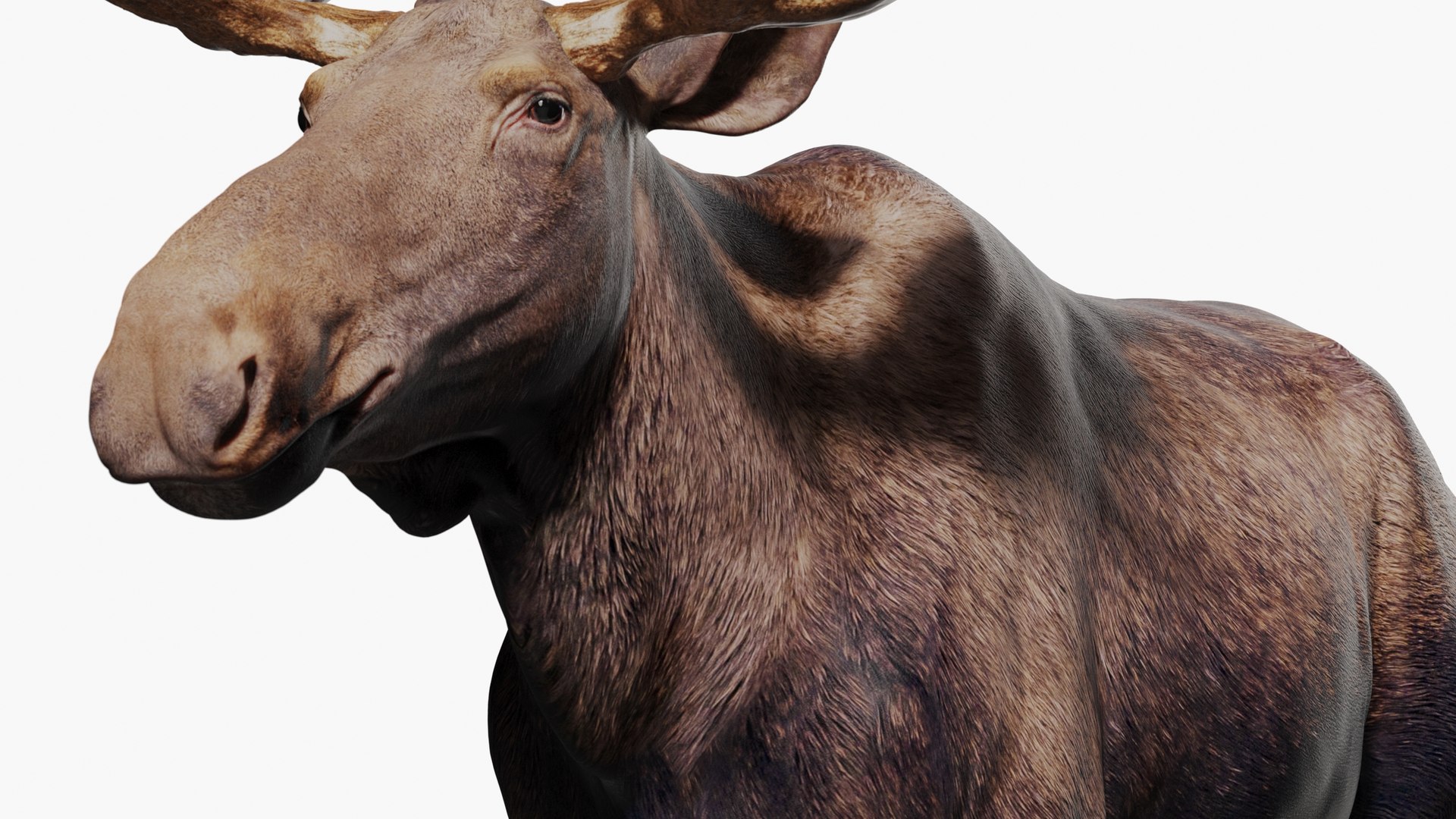Moose 3D Model - TurboSquid 1728781