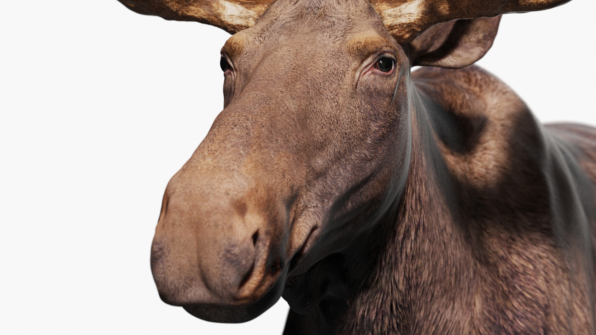 Moose 3D model - TurboSquid 1728781