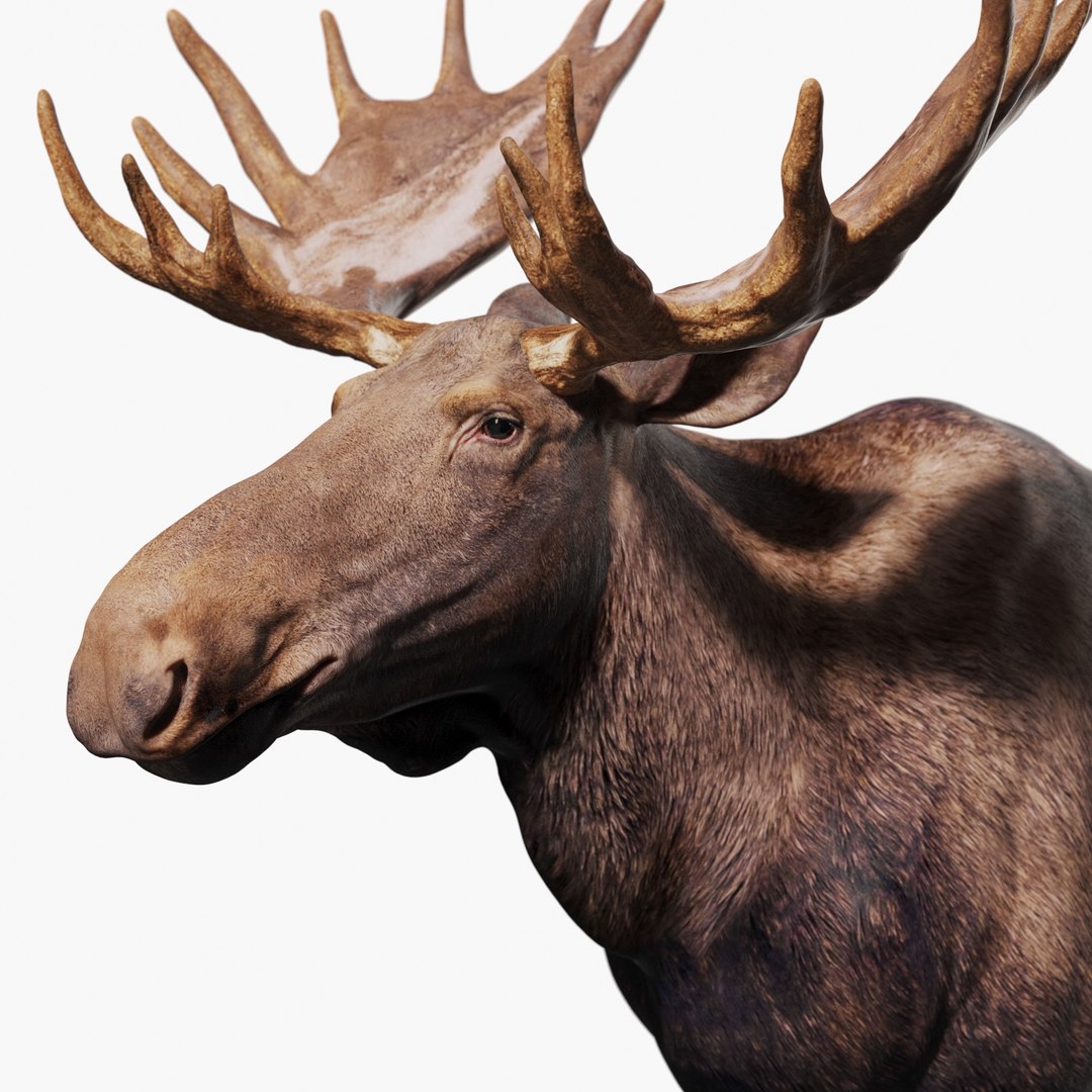 Moose 3D model - TurboSquid 1728781
