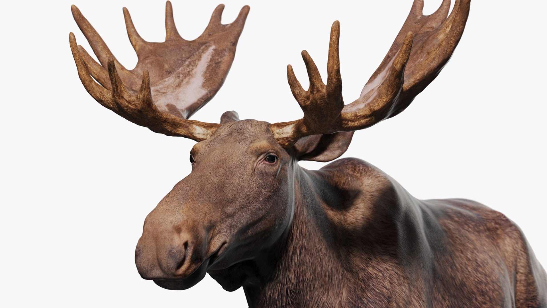 Moose 3D Model - TurboSquid 1728781
