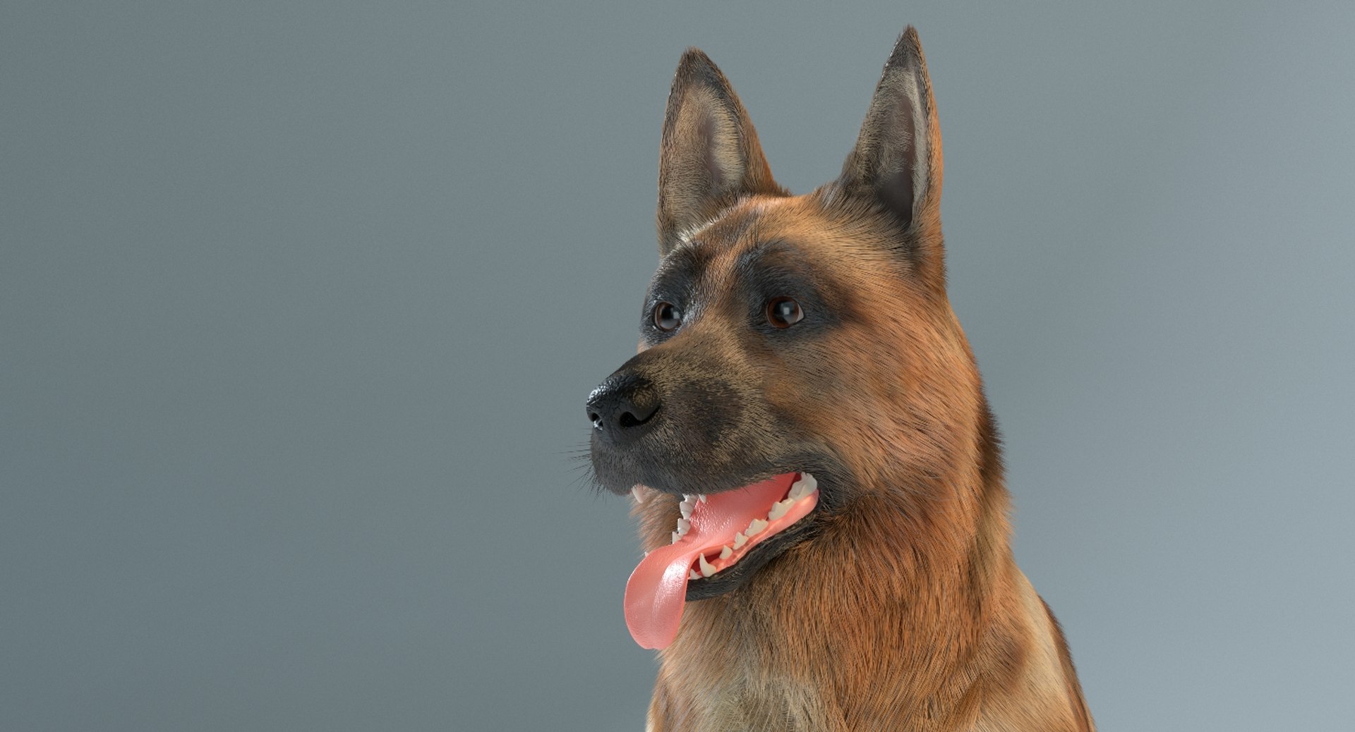 German Shepherd Rig Fur 3D - TurboSquid 1154698
