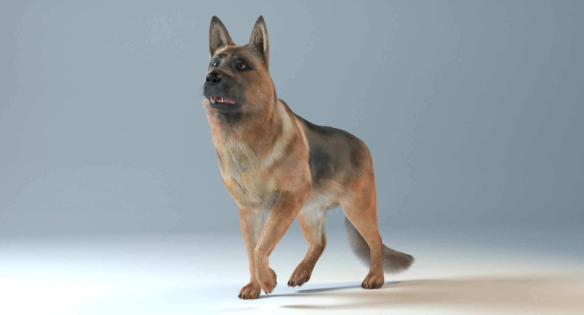 German Shepherd Rig Fur 3D - TurboSquid 1154698