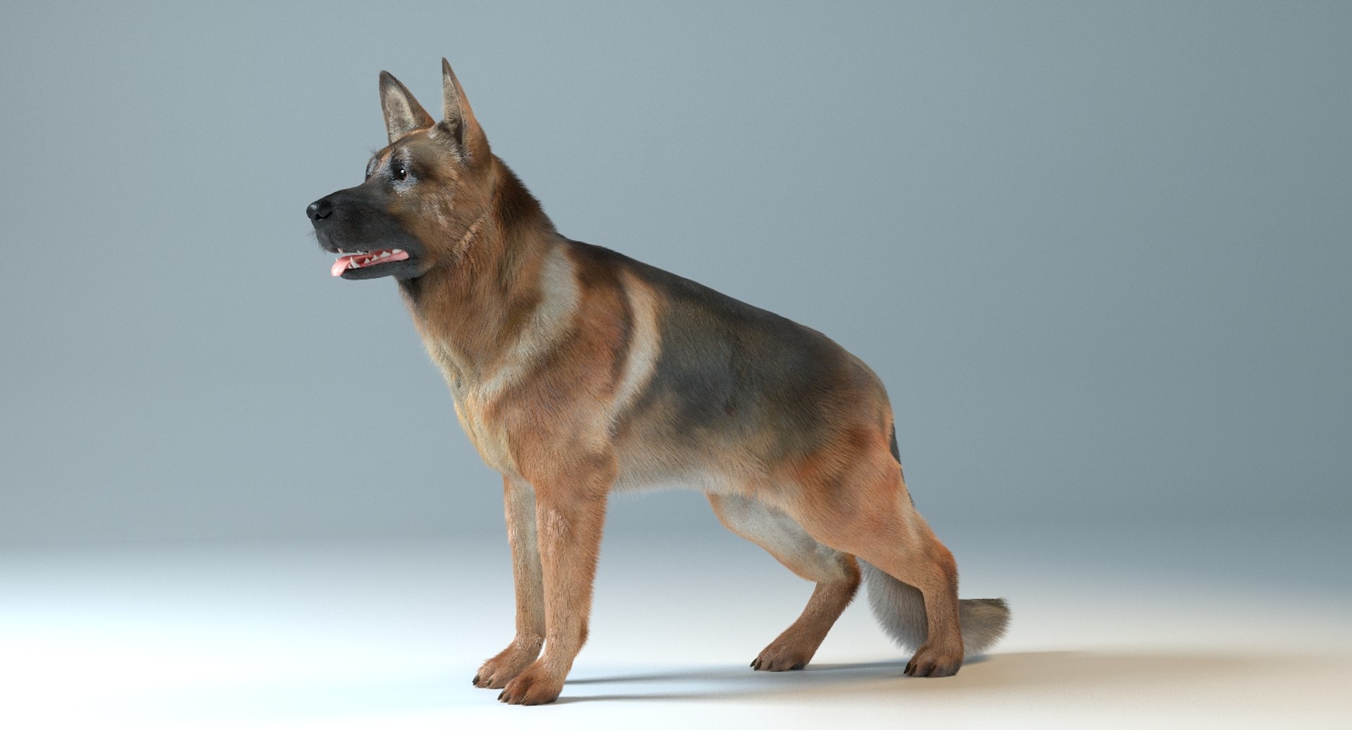 German Shepherd Rig Fur 3D - TurboSquid 1154698