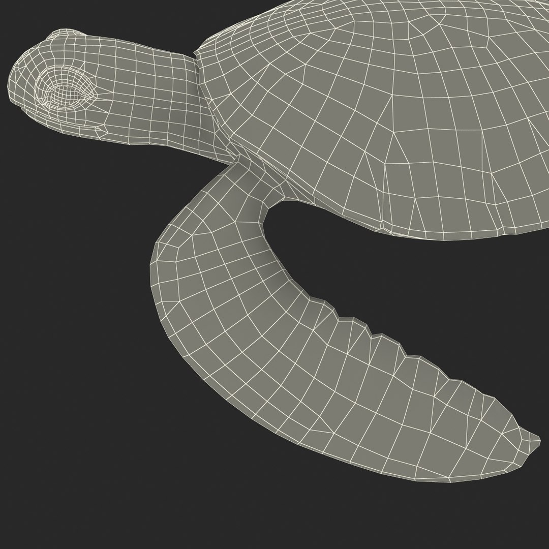 3d sea turtle pose 2
