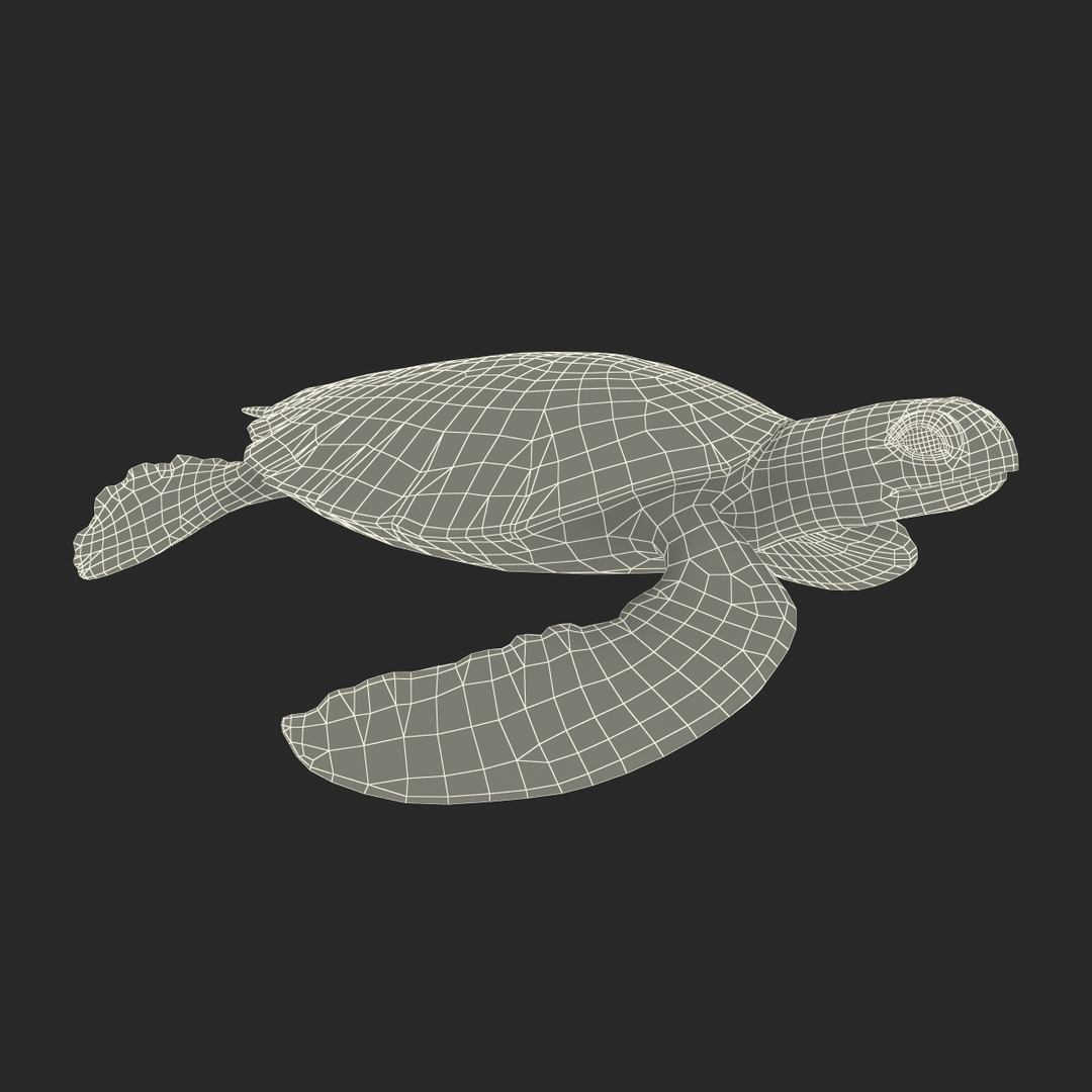 3d Sea Turtle Pose 2