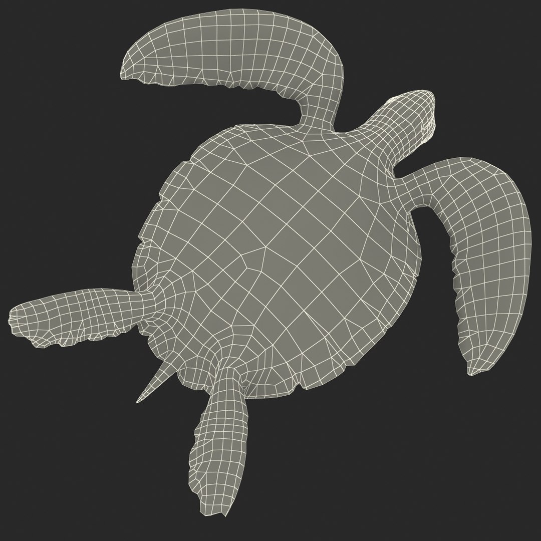 3d sea turtle pose 2