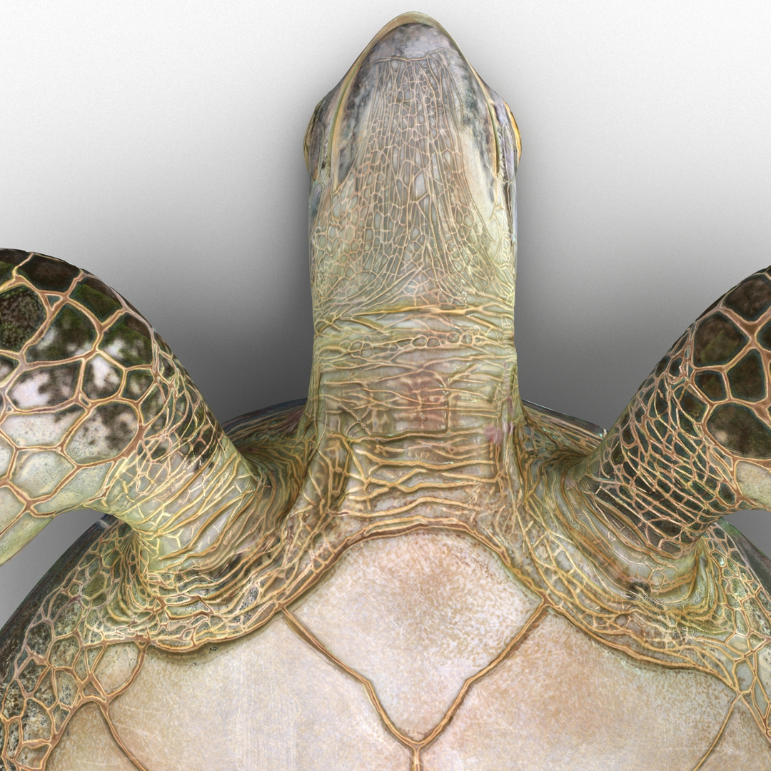3d sea turtle pose 2