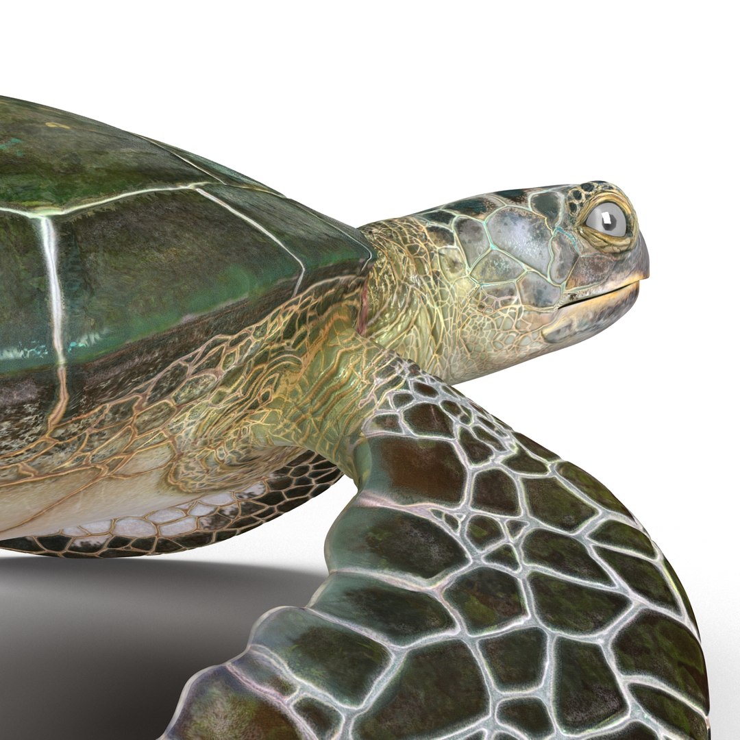 3d sea turtle pose 2