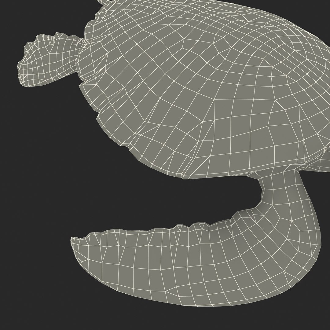 3d sea turtle pose 2