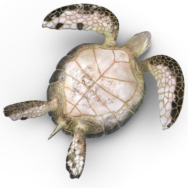 3d sea turtle pose 2