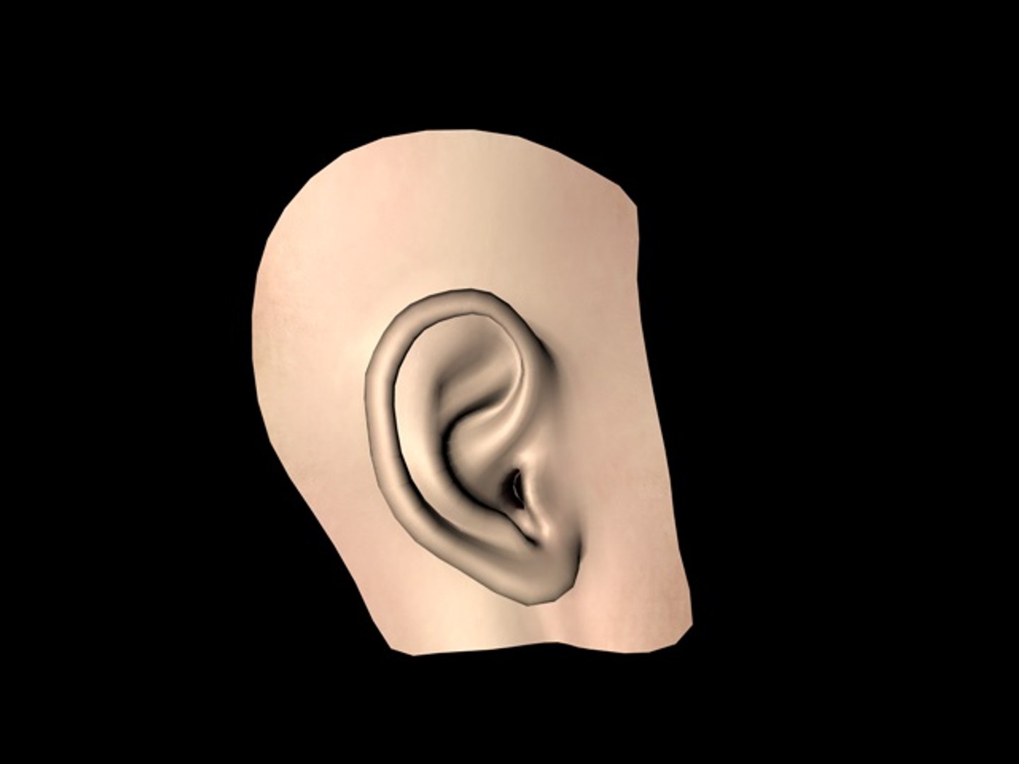 3d Model Ear Anatomy