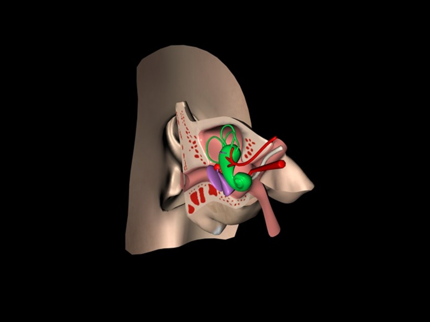 3d Model Ear Anatomy