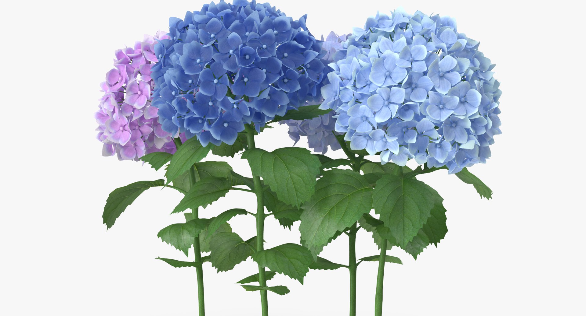 Hydrangeas Natural Group - 3d Max