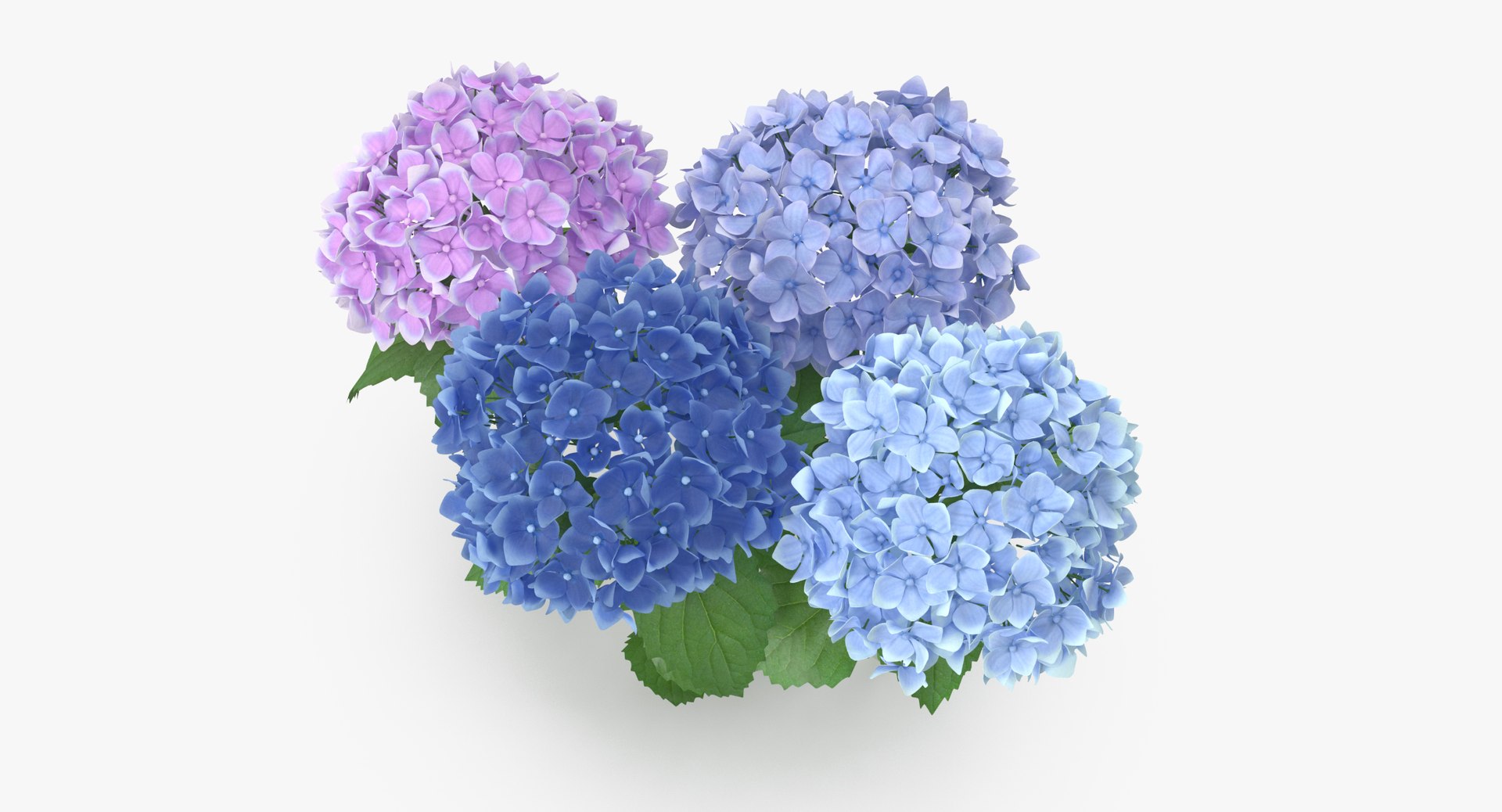Hydrangeas Natural Group - 3d Max