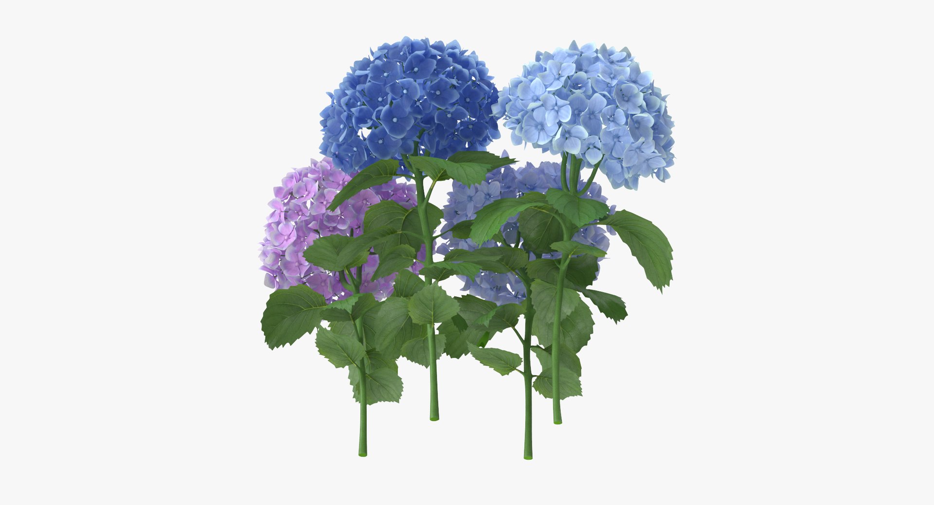 Hydrangeas Natural Group - 3d Max