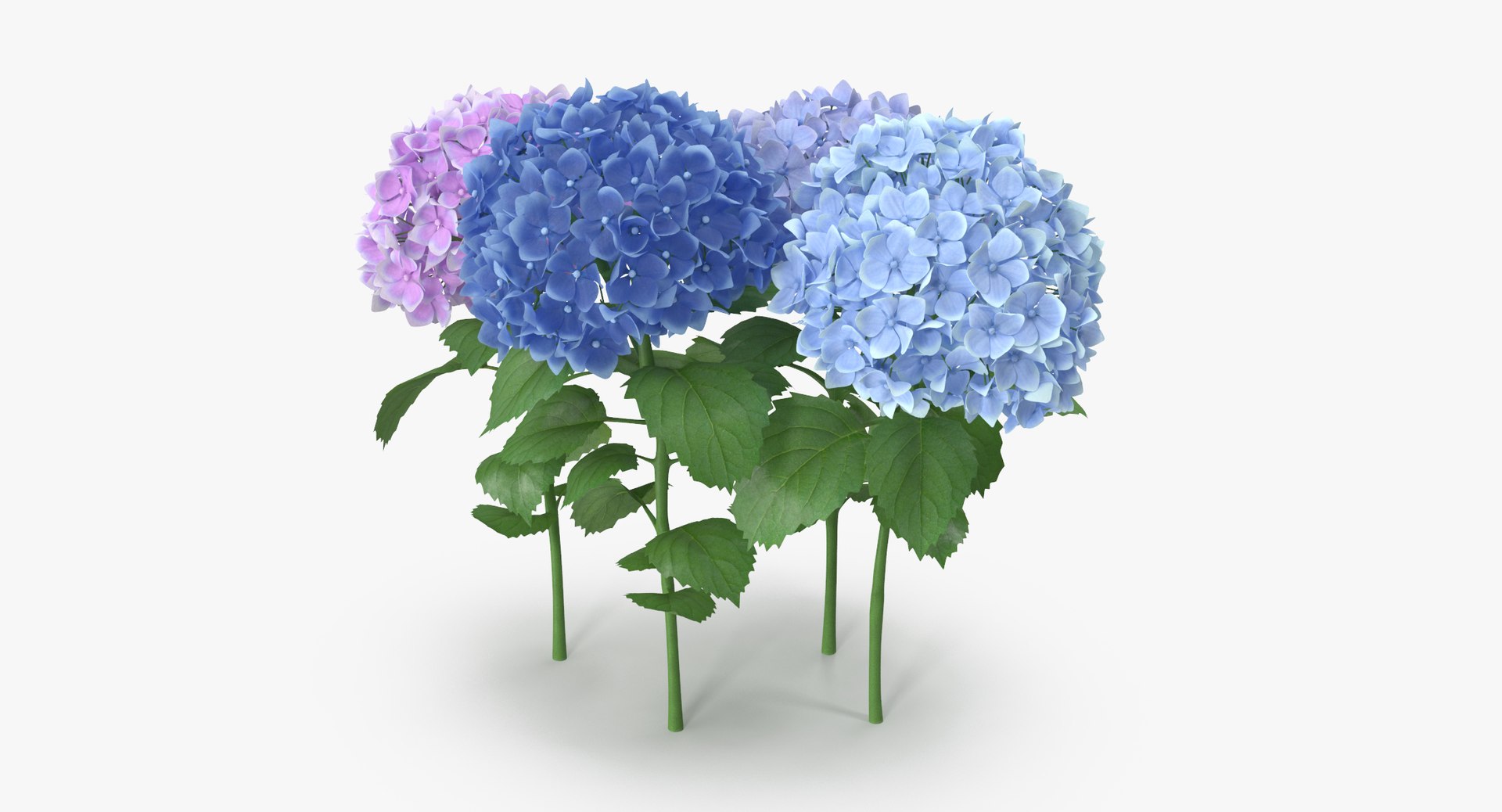 Hydrangeas Natural Group - 3d Max