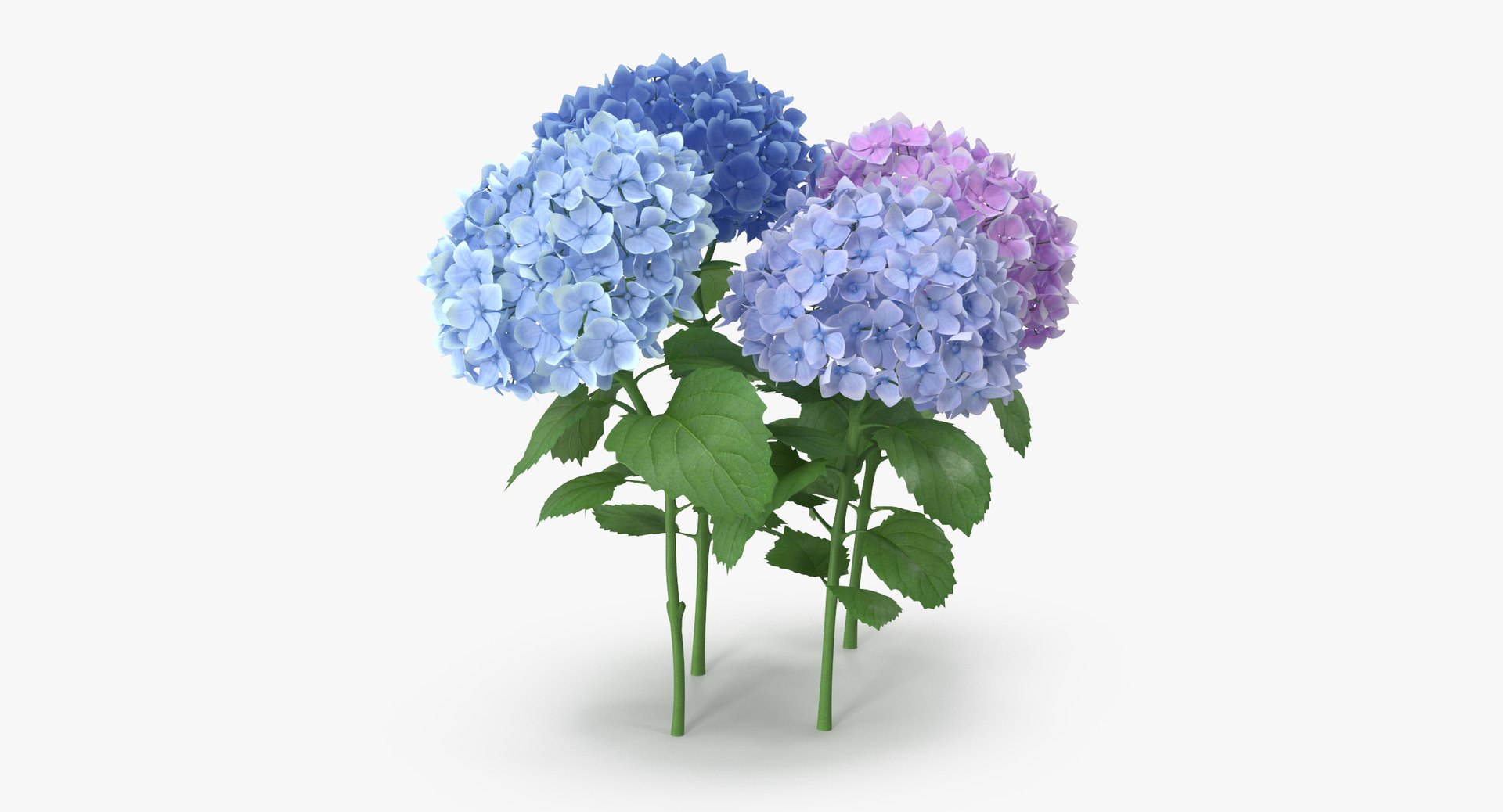 Hydrangeas Natural Group - 3d Max