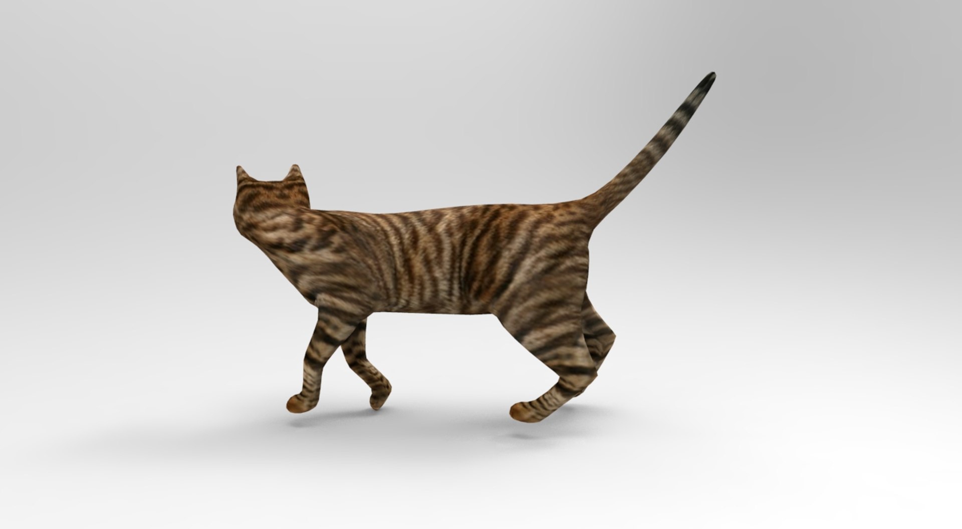 3D Cat Animations Model | 1142799 | TurboSquid