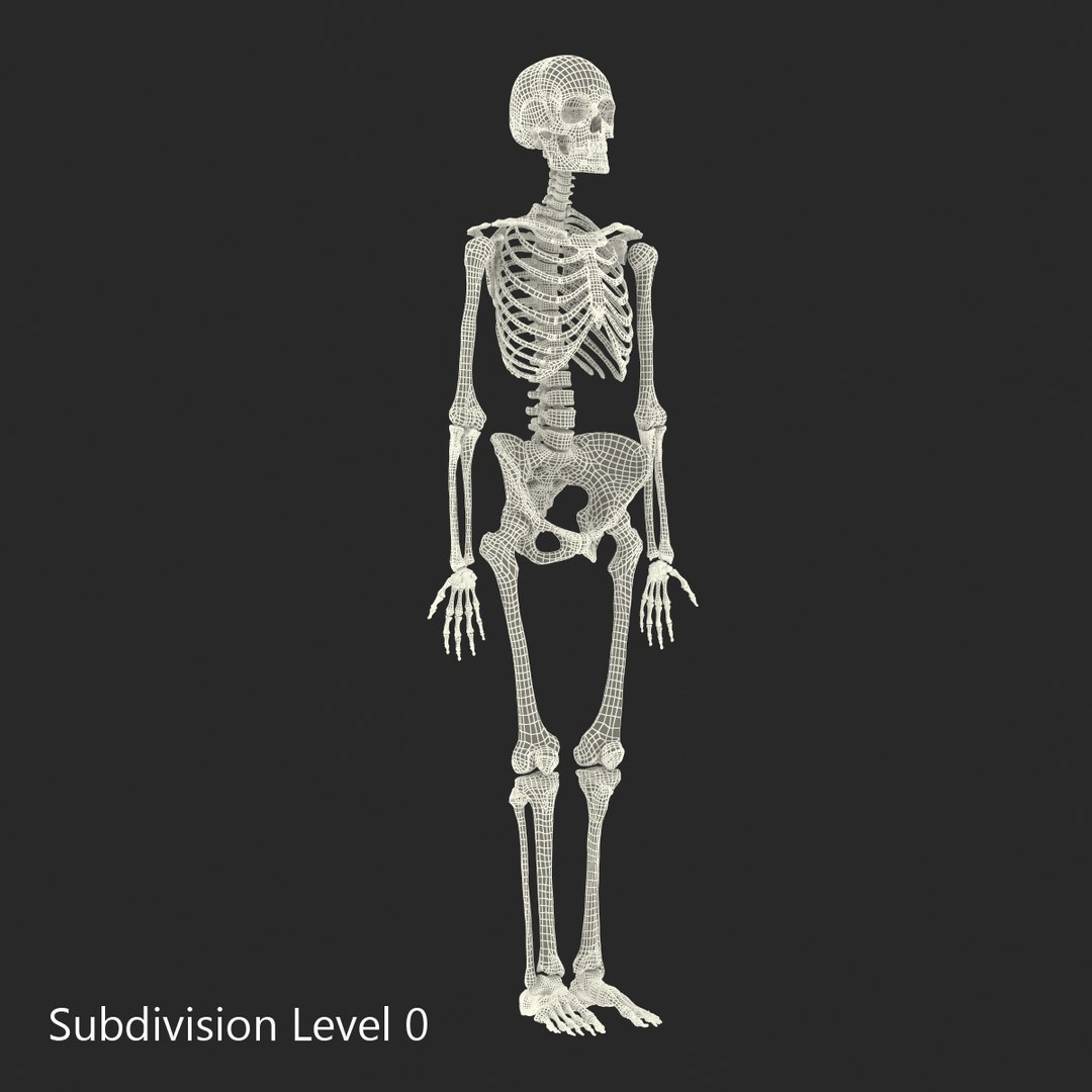 3D Human Skeletons Rigged - TurboSquid 1515363