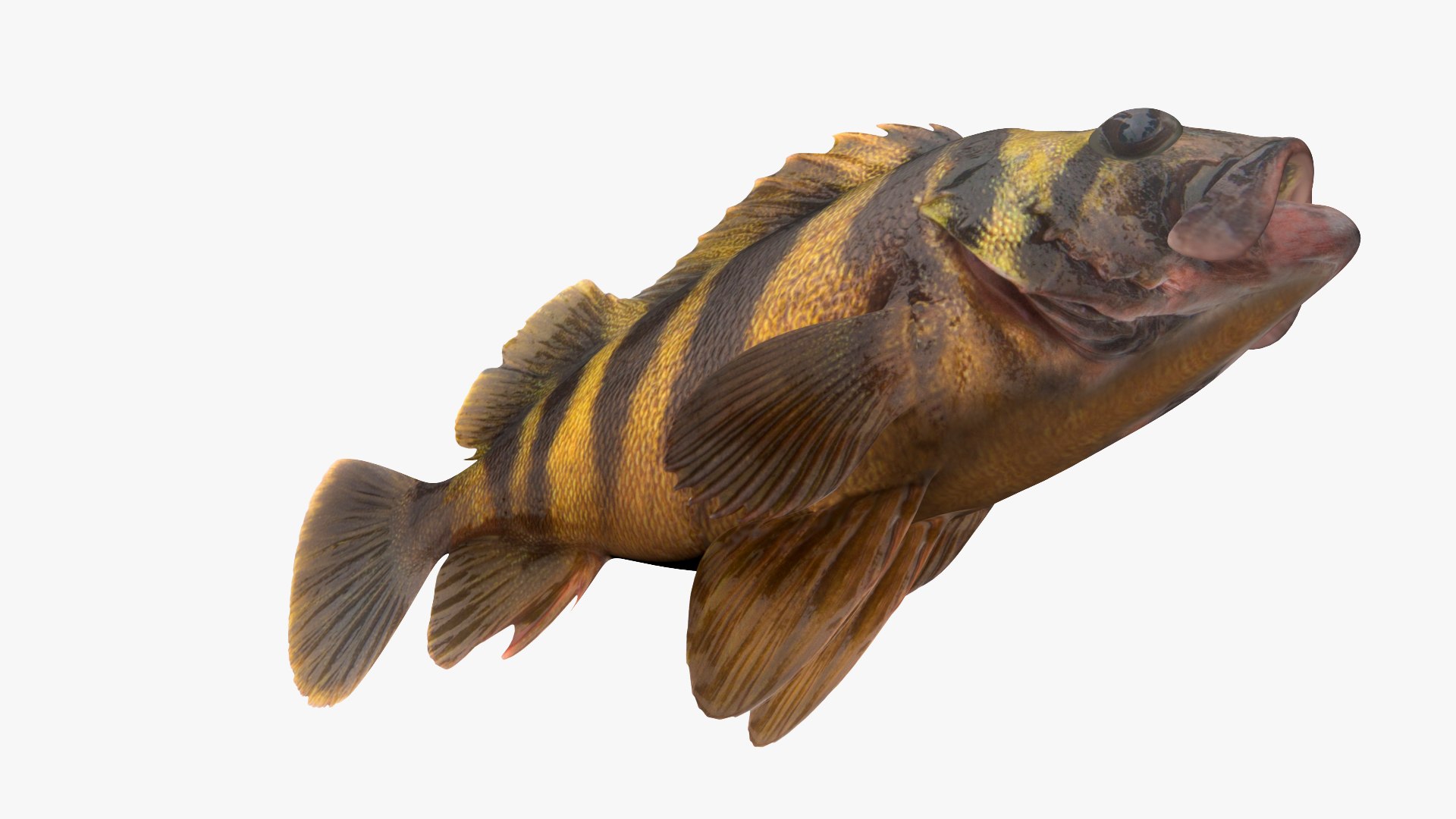 3D Treefish Fish - TurboSquid 1681508