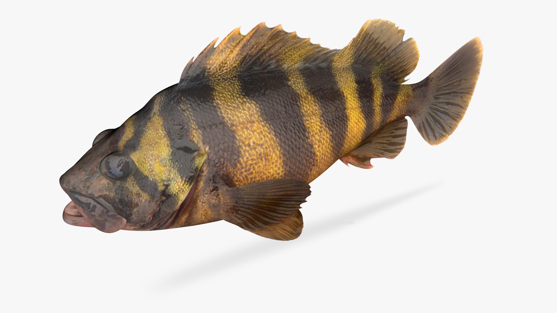 3D Treefish Fish - TurboSquid 1681508