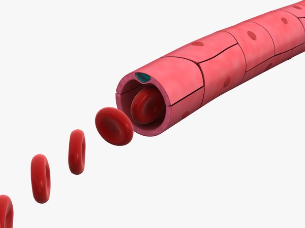 3D Artery Models | TurboSquid