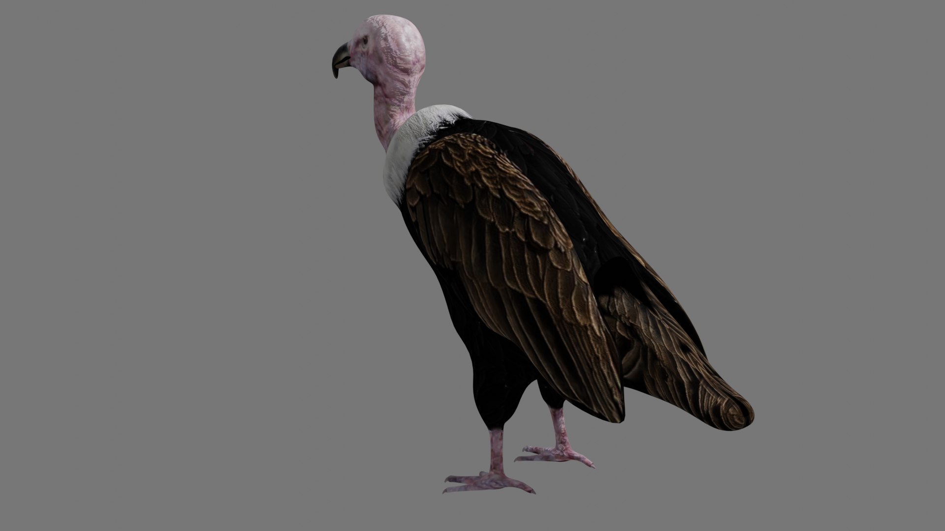 Vulture bird rigged 3D model - TurboSquid 1654398