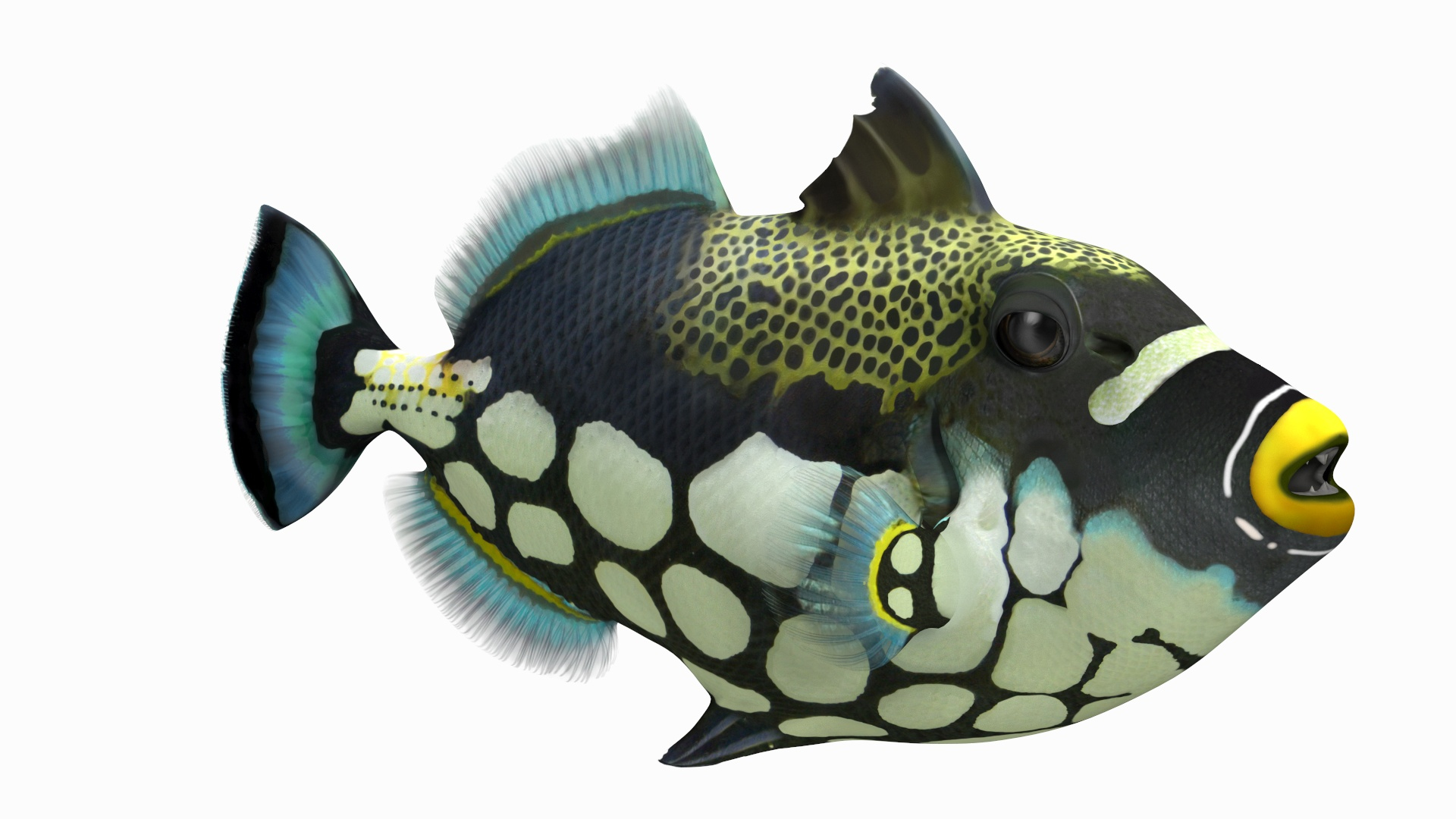 Balistoides Conspicillum Or Bigspotted Triggerfish Rigged Model ...