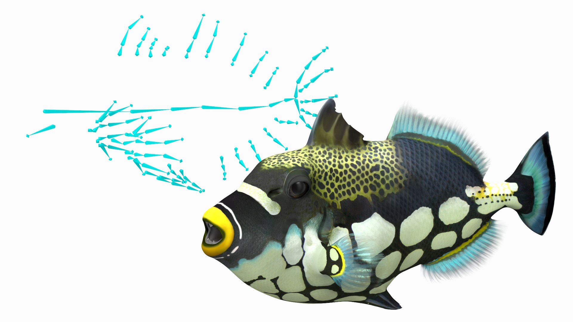 Balistoides Conspicillum Or Bigspotted Triggerfish Rigged Model ...