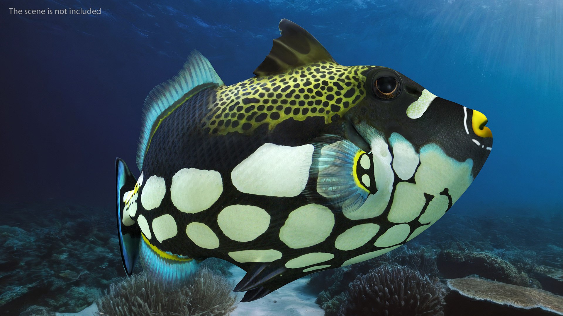 Balistoides Conspicillum Or Bigspotted Triggerfish Rigged Model - TurboSquid 2264738