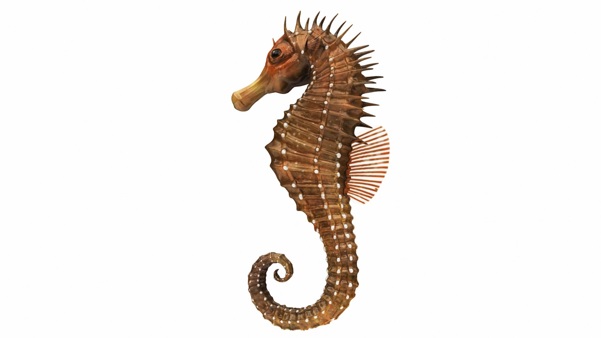 3D Realistic And Cartoon Sea Horse Collection Model - TurboSquid 2080685